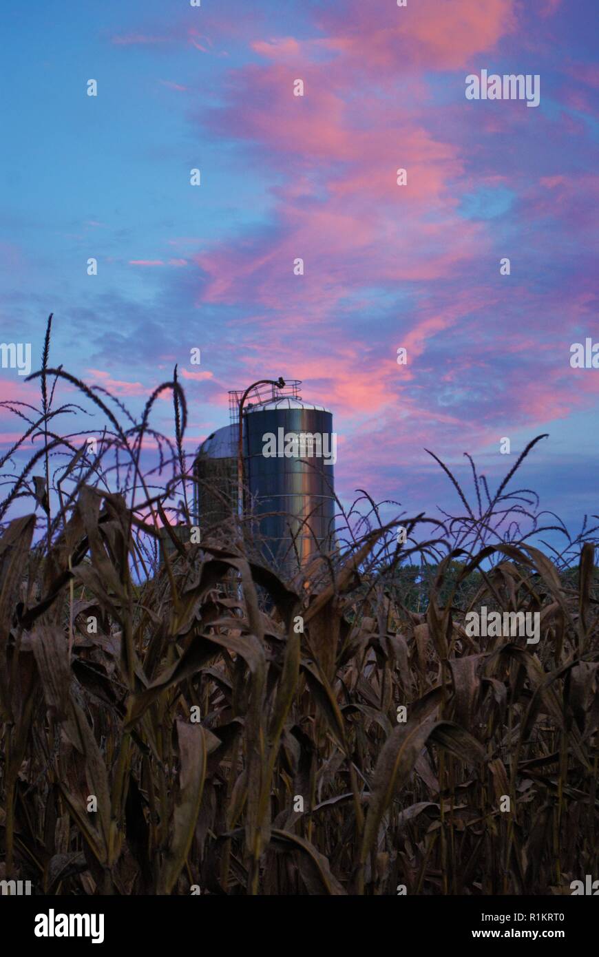 Corn field and silo with a colorful vibrant sunset in the background ...