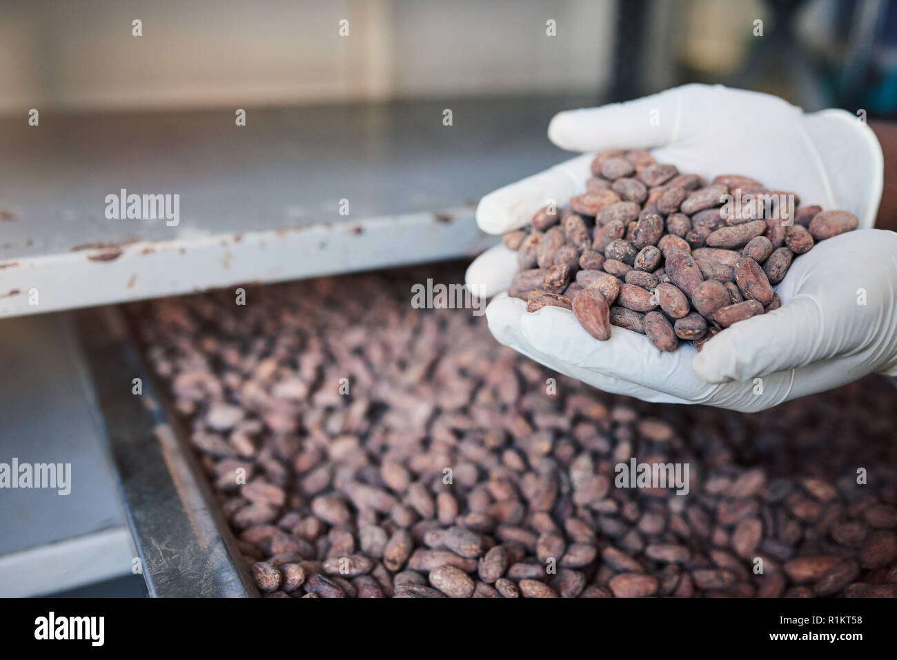 Chocolate making factory worker holding cocoa beans over a tray Stock ...