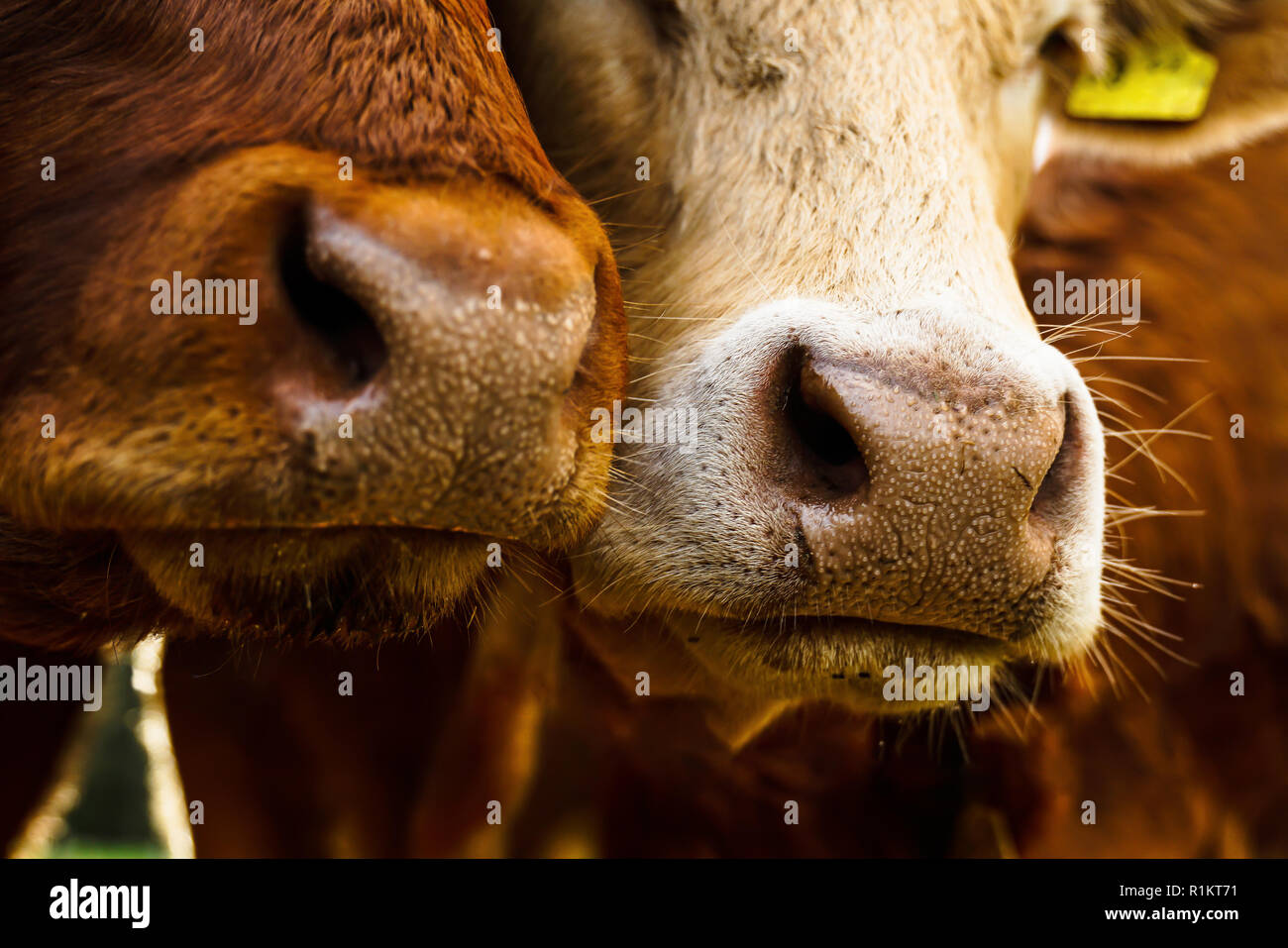 Cows mouth hi-res stock photography and images - Alamy