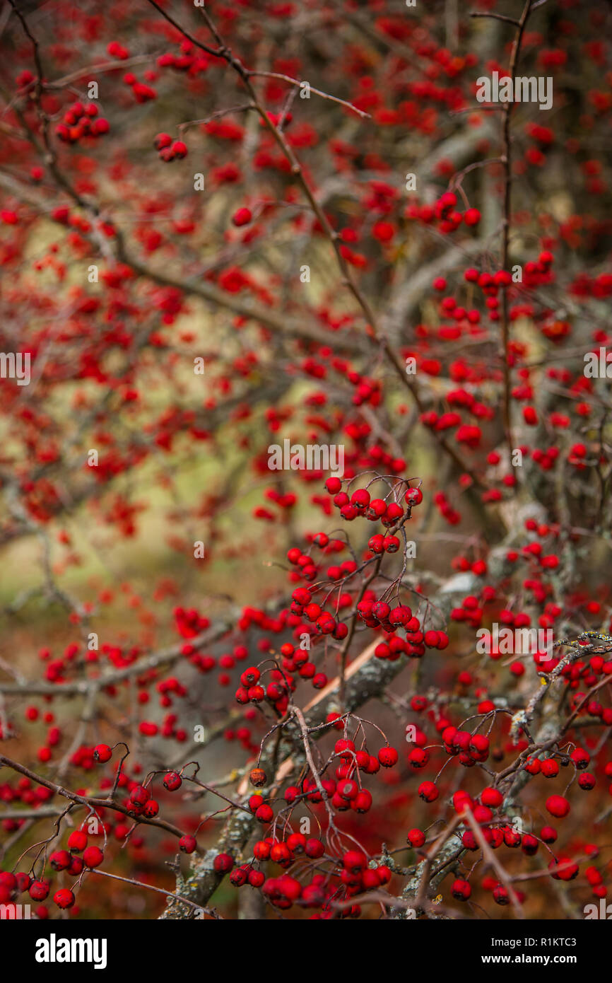 Autumn red berries of a hawthorn tree Crataegus monogyna in a rural ...