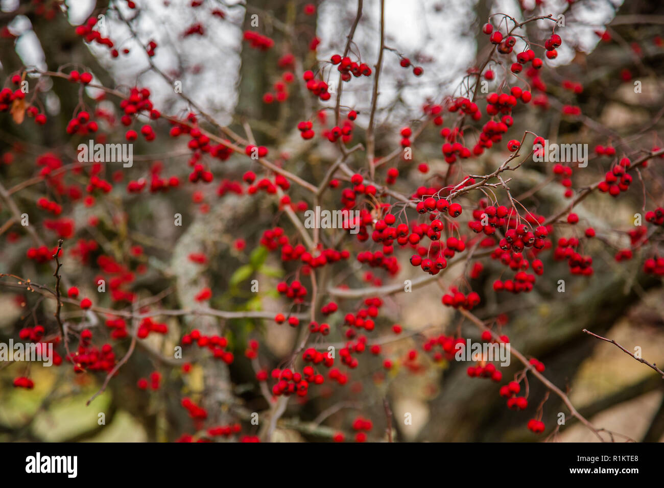 Autumn red berries of a hawthorn tree Crataegus monogyna in a rural ...