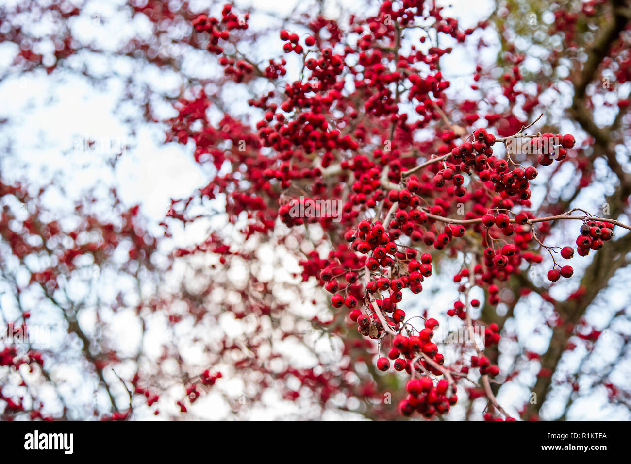 Autumn red berries of a hawthorn tree Crataegus monogyna in a rural ...