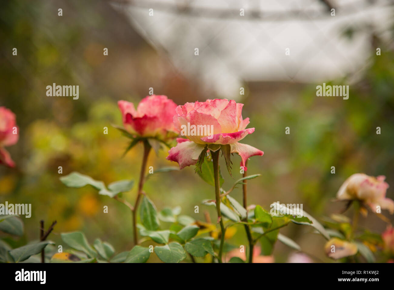Greenhouse sun rays hi-res stock photography and images - Alamy