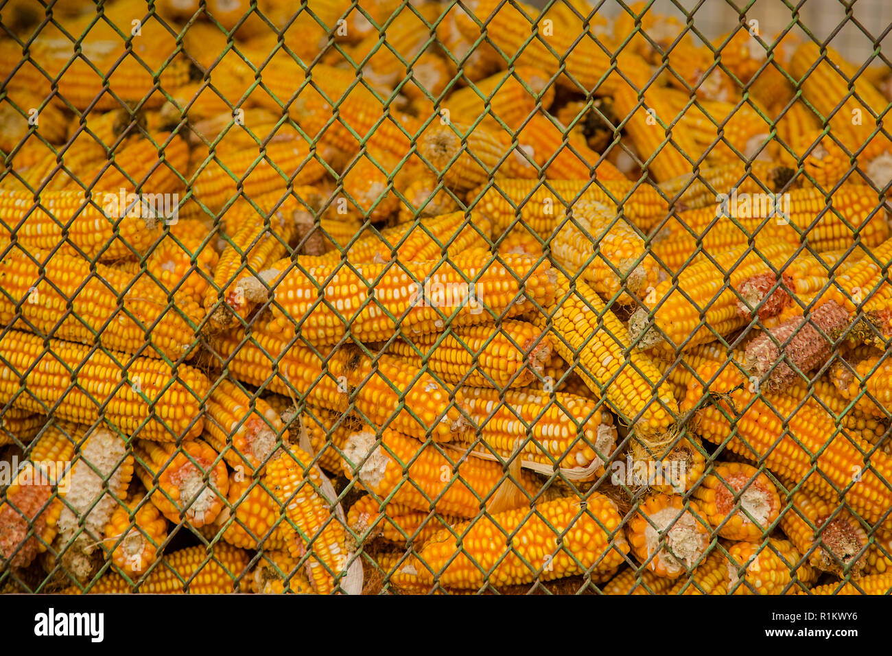 Corn storage in a silo, ideal for background. Autumn harvest Stock ...