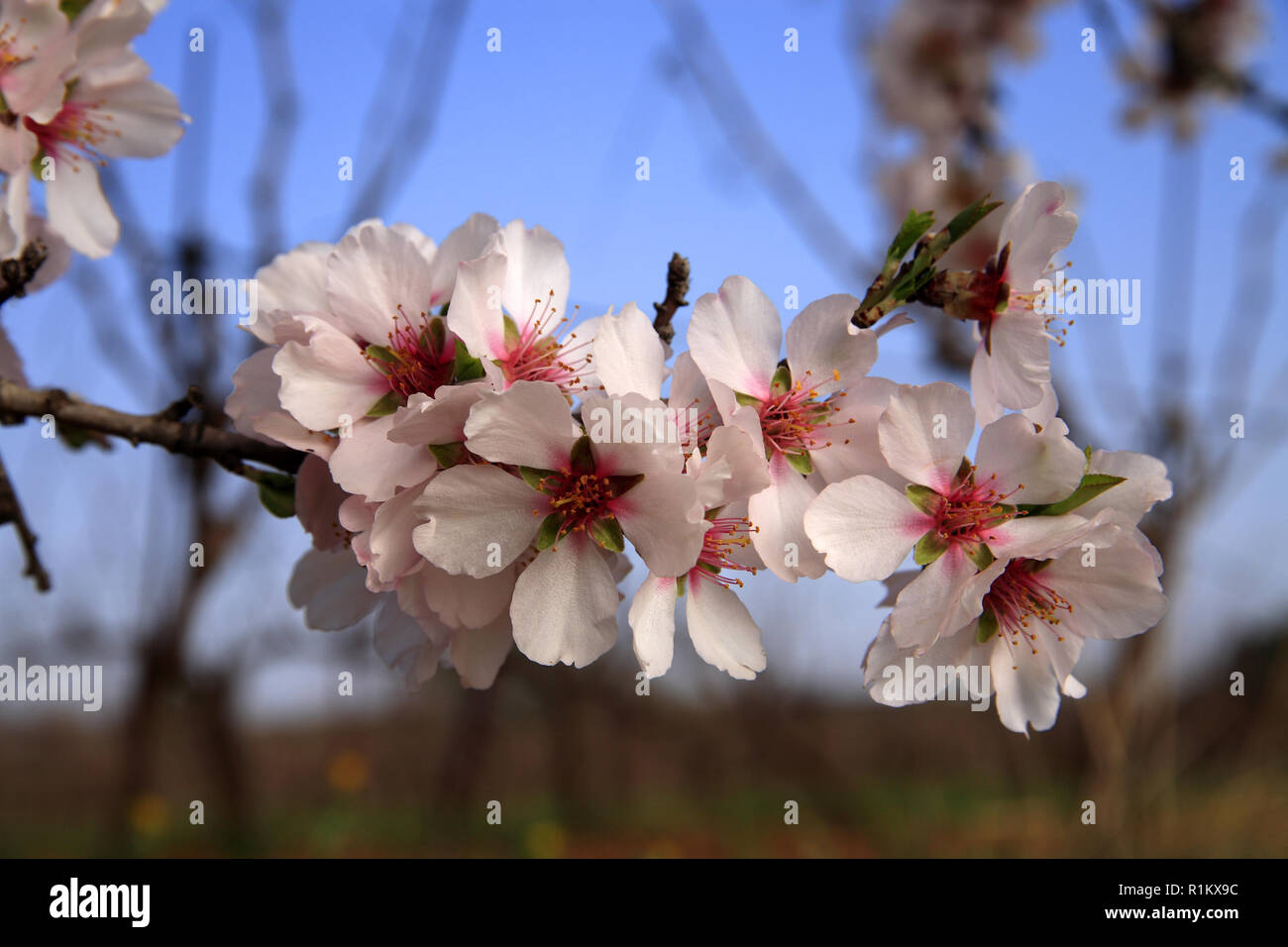 Almond tree in flowers, Occitanie France Stock Photo - Alamy