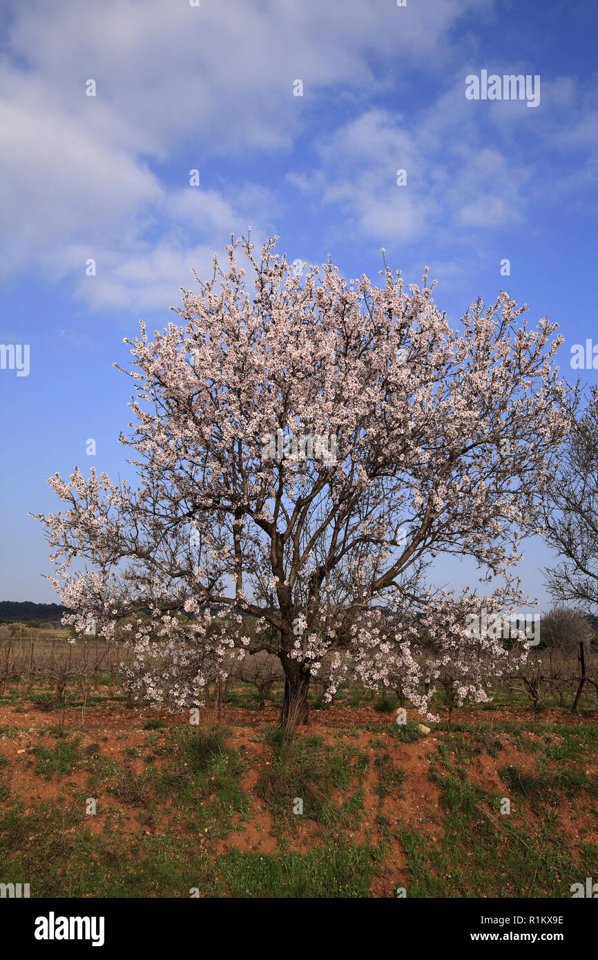Almond tree in blossom france hi-res stock photography and images - Alamy