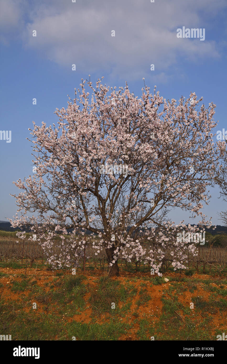 Almond tree france hi-res stock photography and images - Alamy