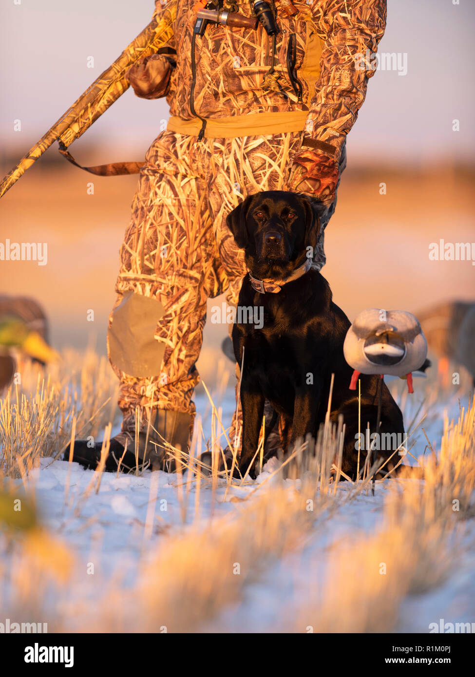A Black lab out waterfowl hunting in North Dakota Stock Photo - Alamy