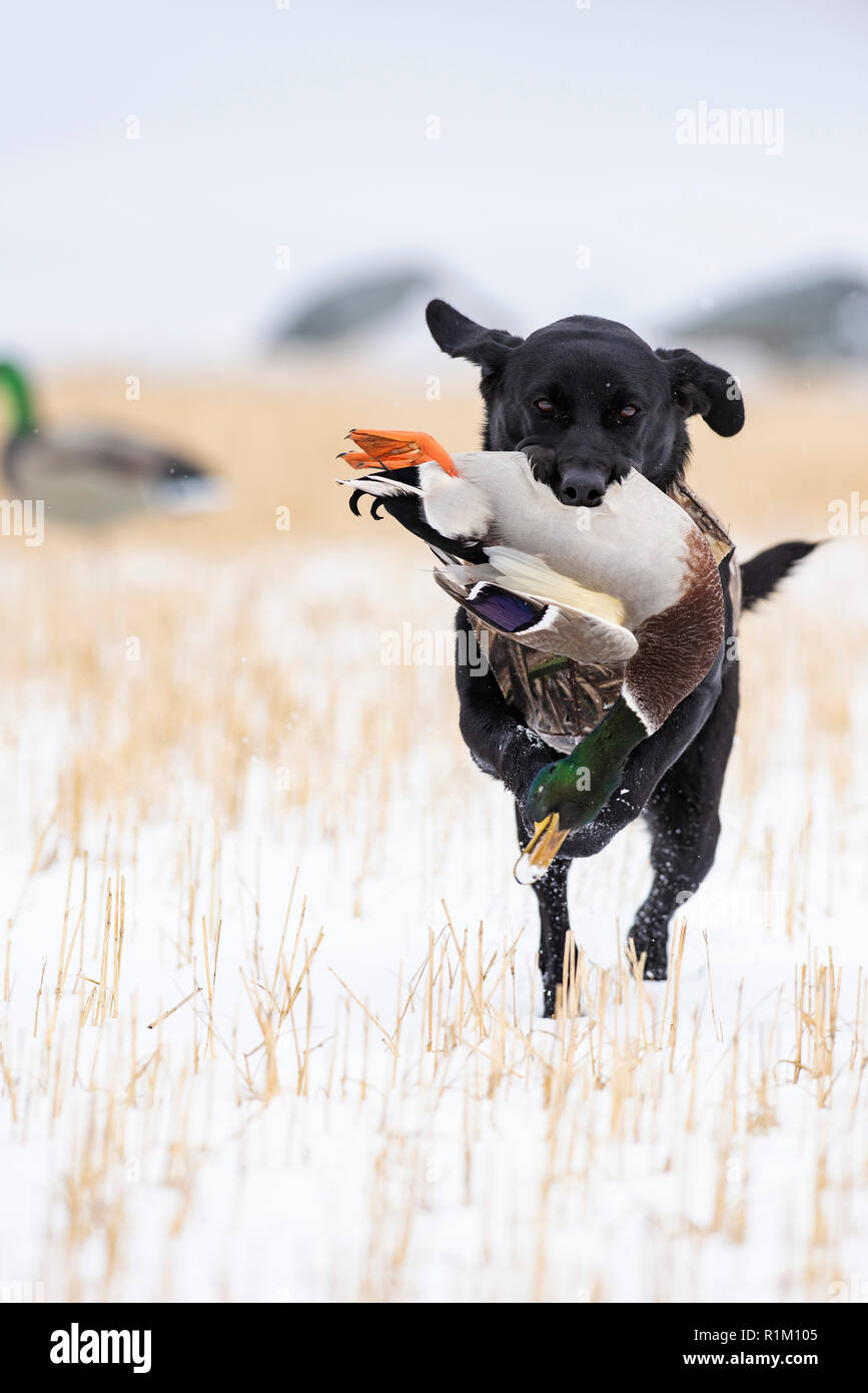 A duck hunting dog with a drake mallard on a snowy day Stock Photo - Alamy