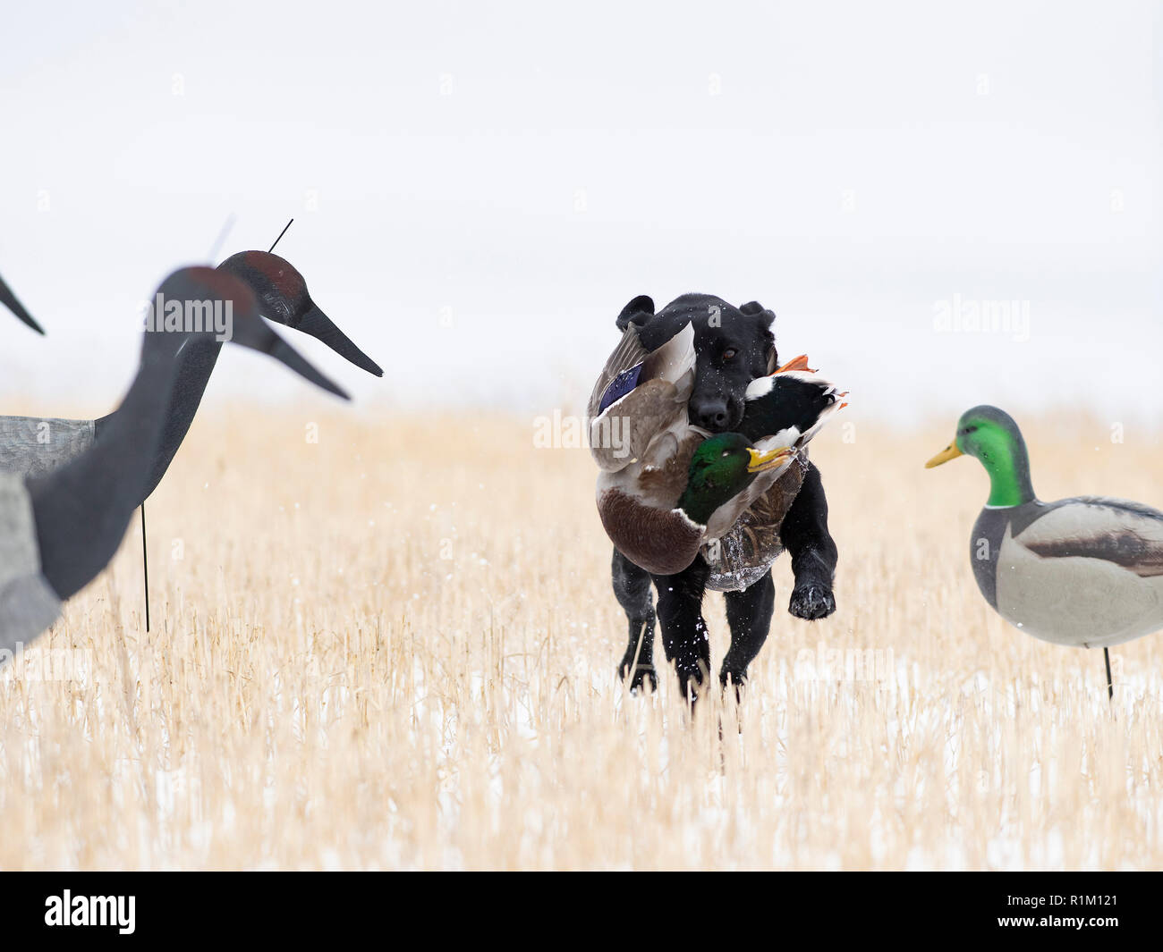 A duck hunting dog with a drake mallard on a snowy day Stock Photo - Alamy
