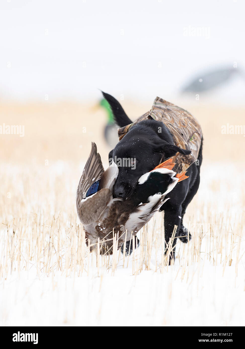 Black labrador with mallard decoys hi-res stock photography and images ...