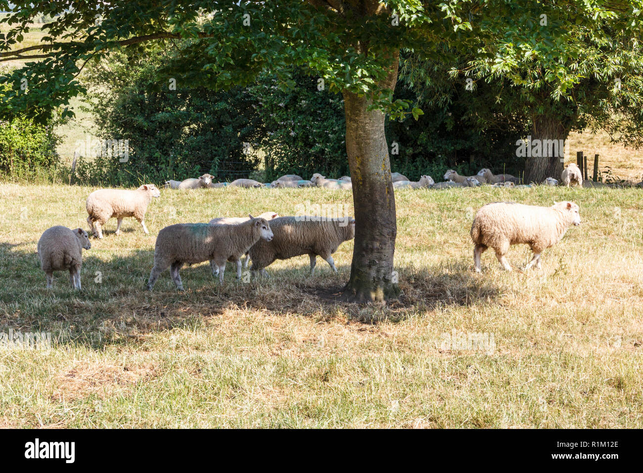 Hot country animal hi-res stock photography and images - Alamy