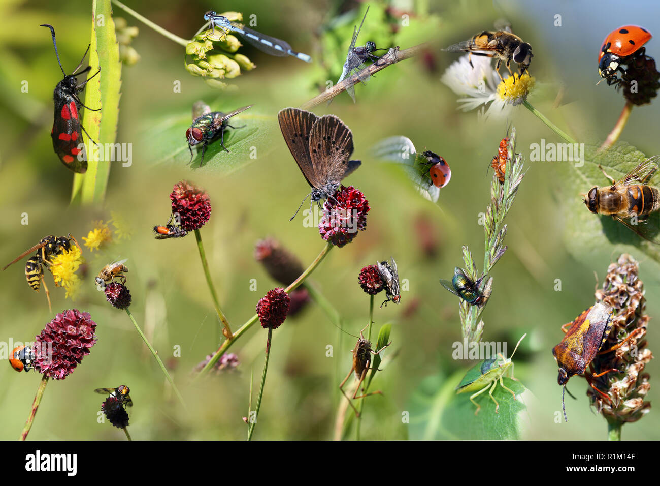 Insect collage hi-res stock photography and images - Alamy