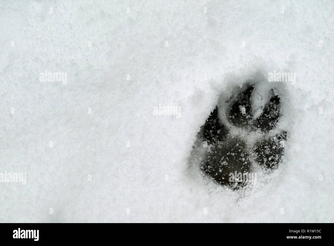 Dog footprint hi-res stock photography and images - Alamy