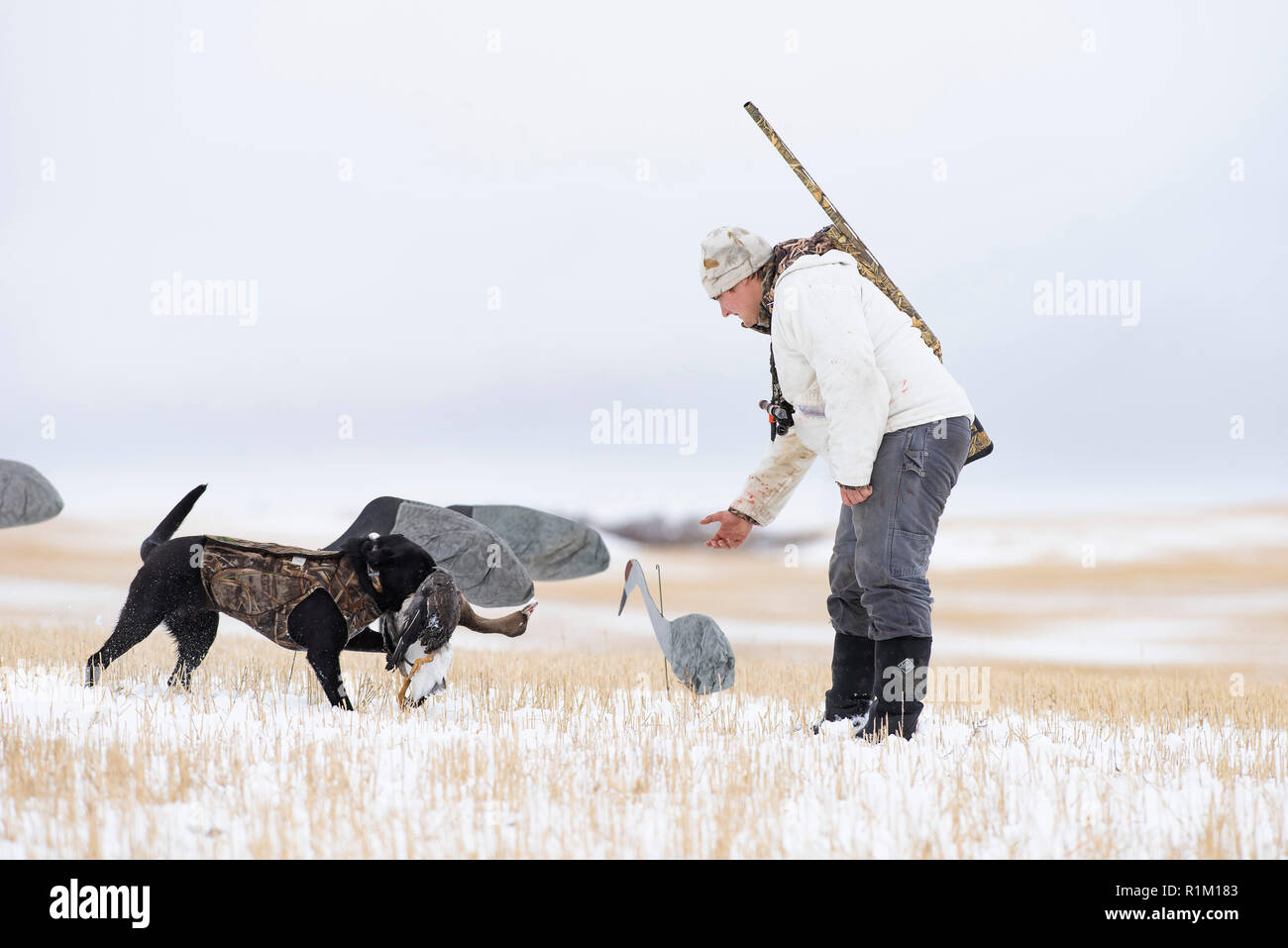 A Goose hunter and his hunting dog Stock Photo - Alamy
