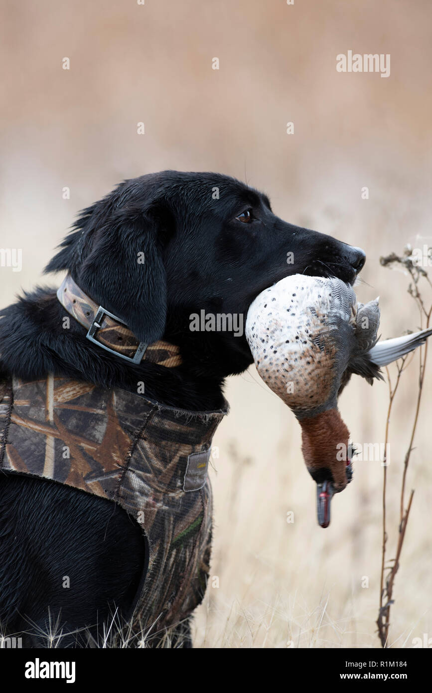 Hunting labrador hi-res stock photography and images - Alamy