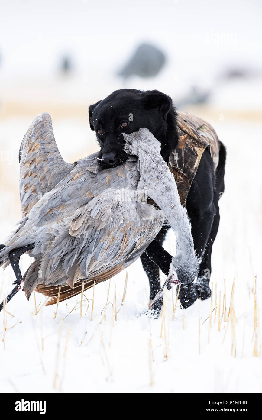 Crane hunt hi-res stock photography and images - Alamy