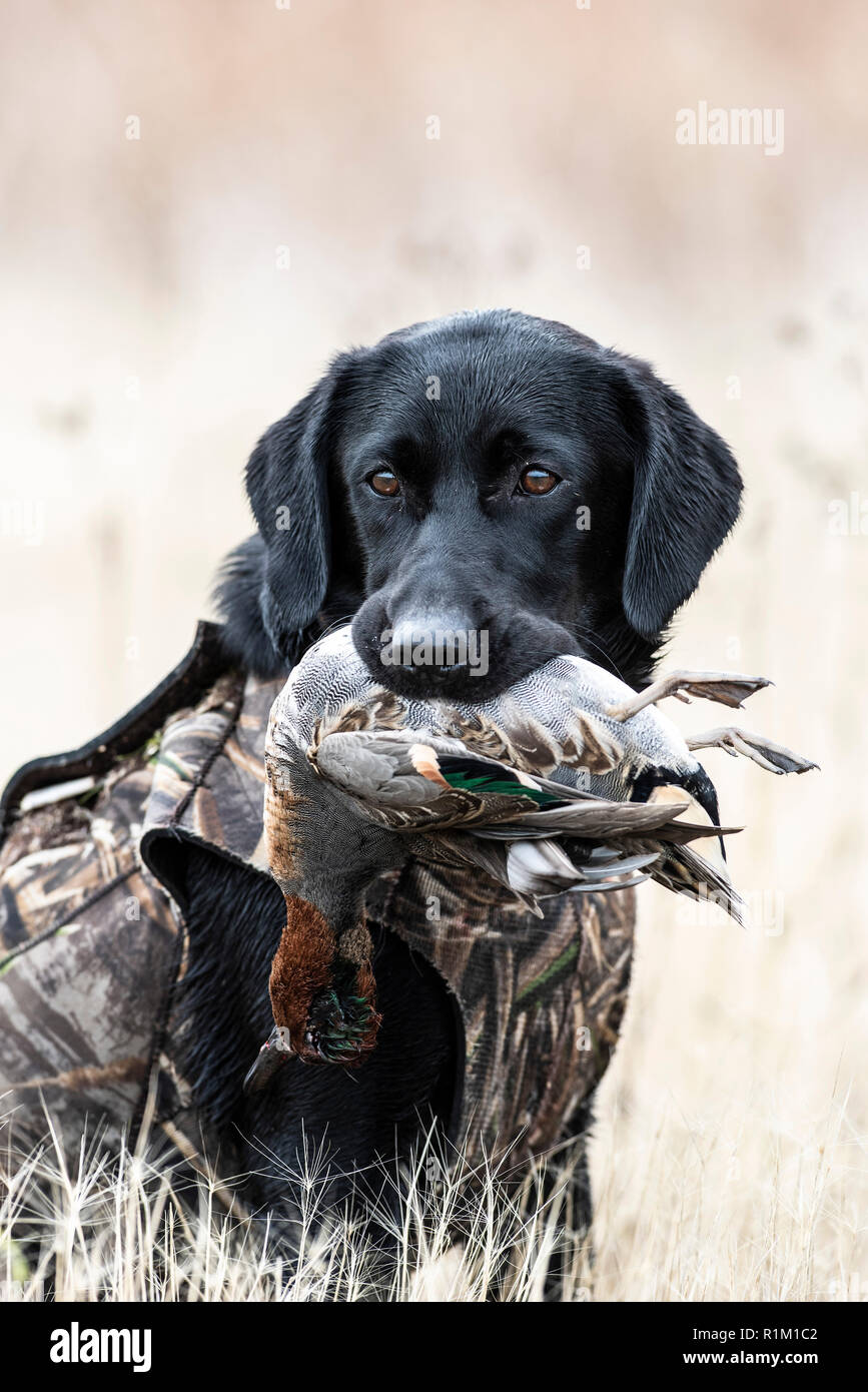 Black Lab Duck Hunting