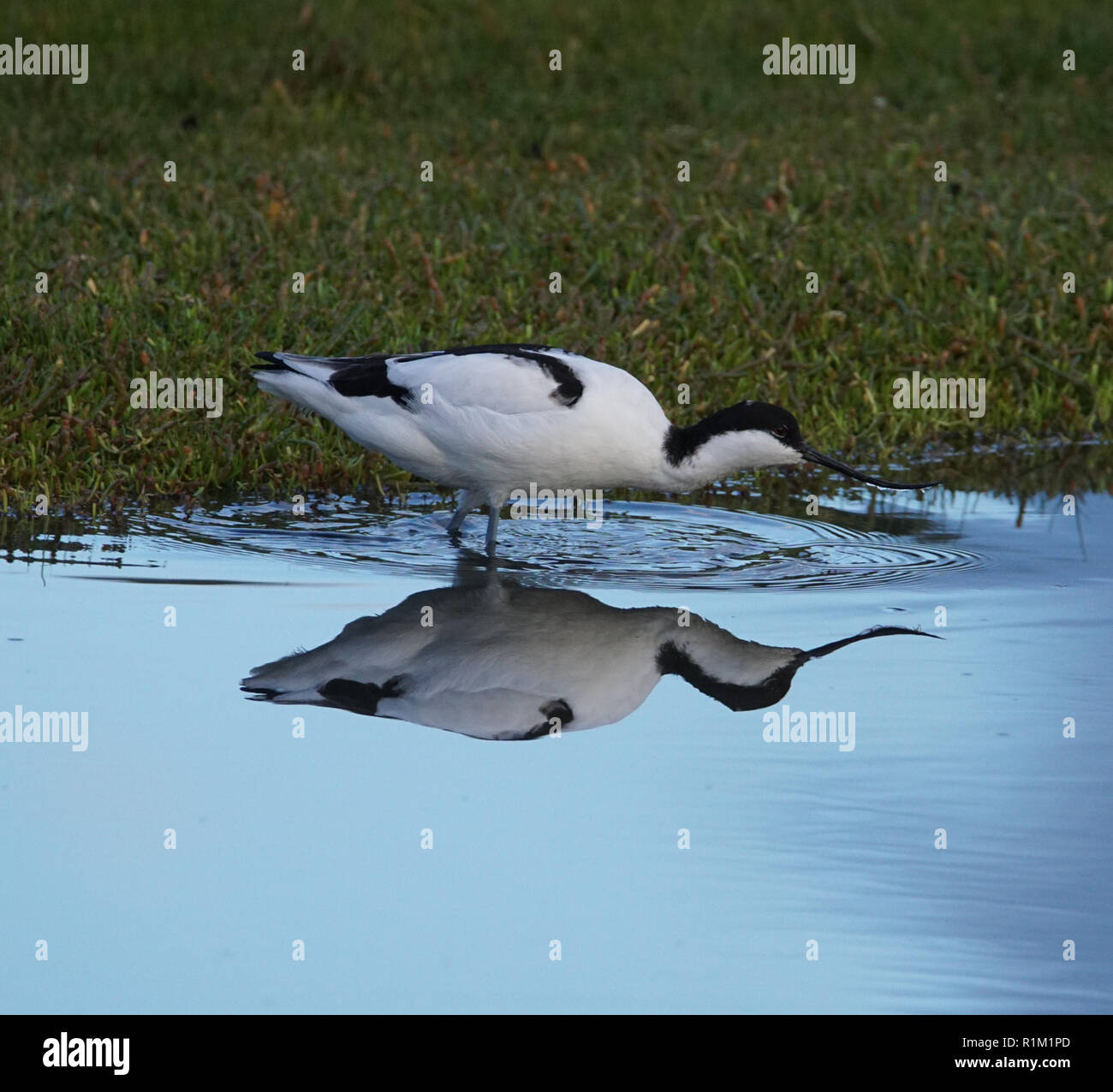 Avocet legs hi-res stock photography and images - Alamy
