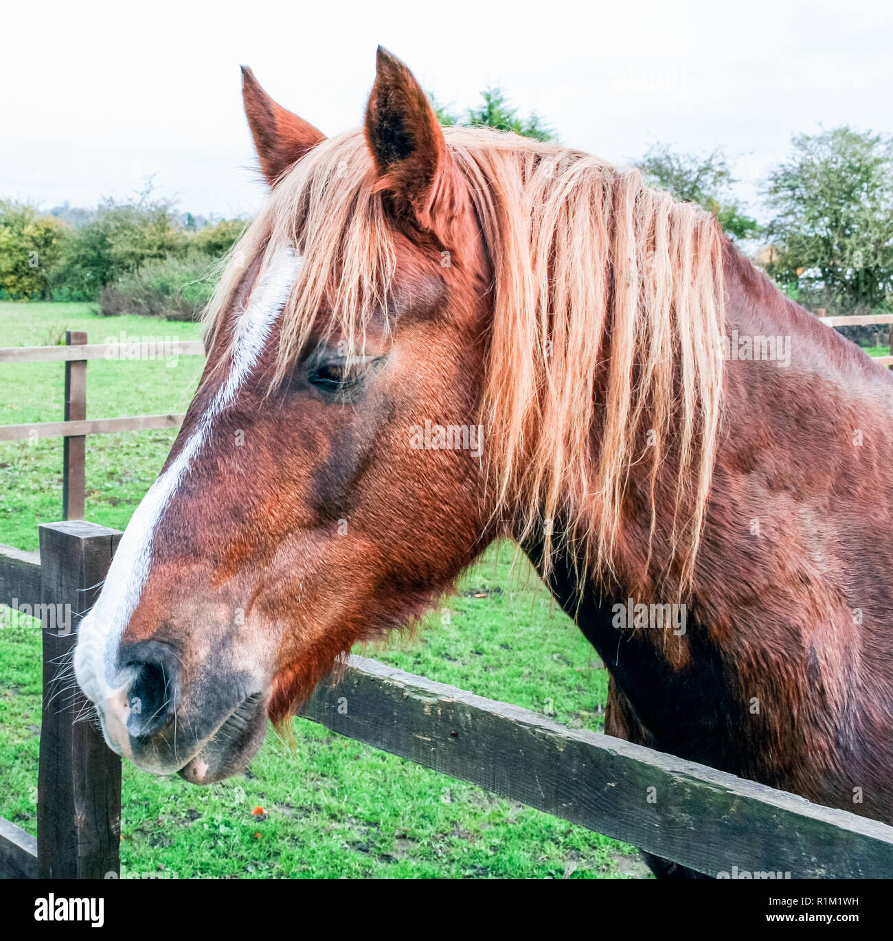 Horse head over fence hi-res stock photography and images - Alamy