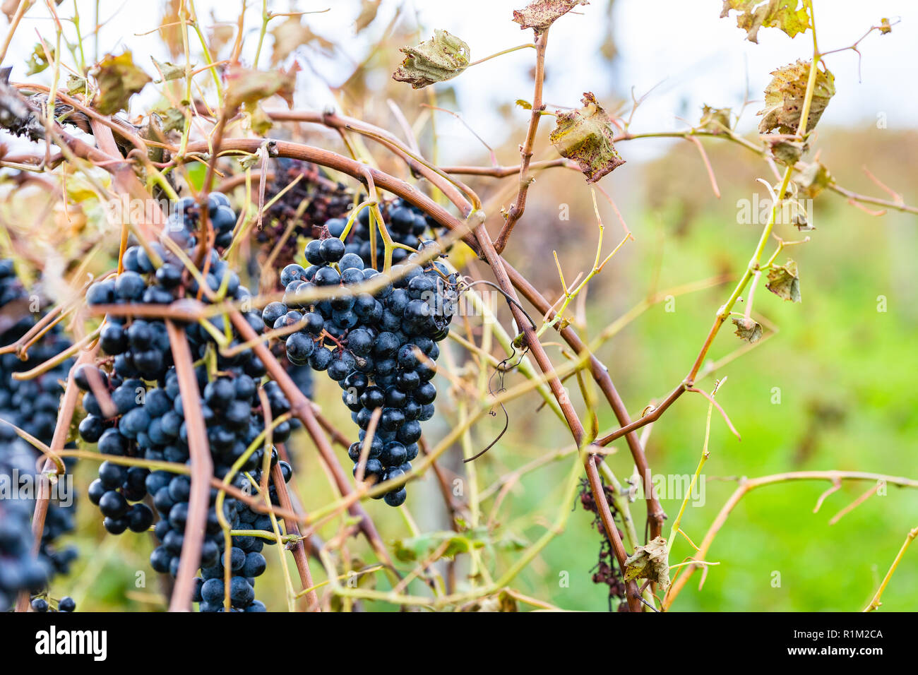 Food and farm michigan wine hi-res stock photography and images - Alamy
