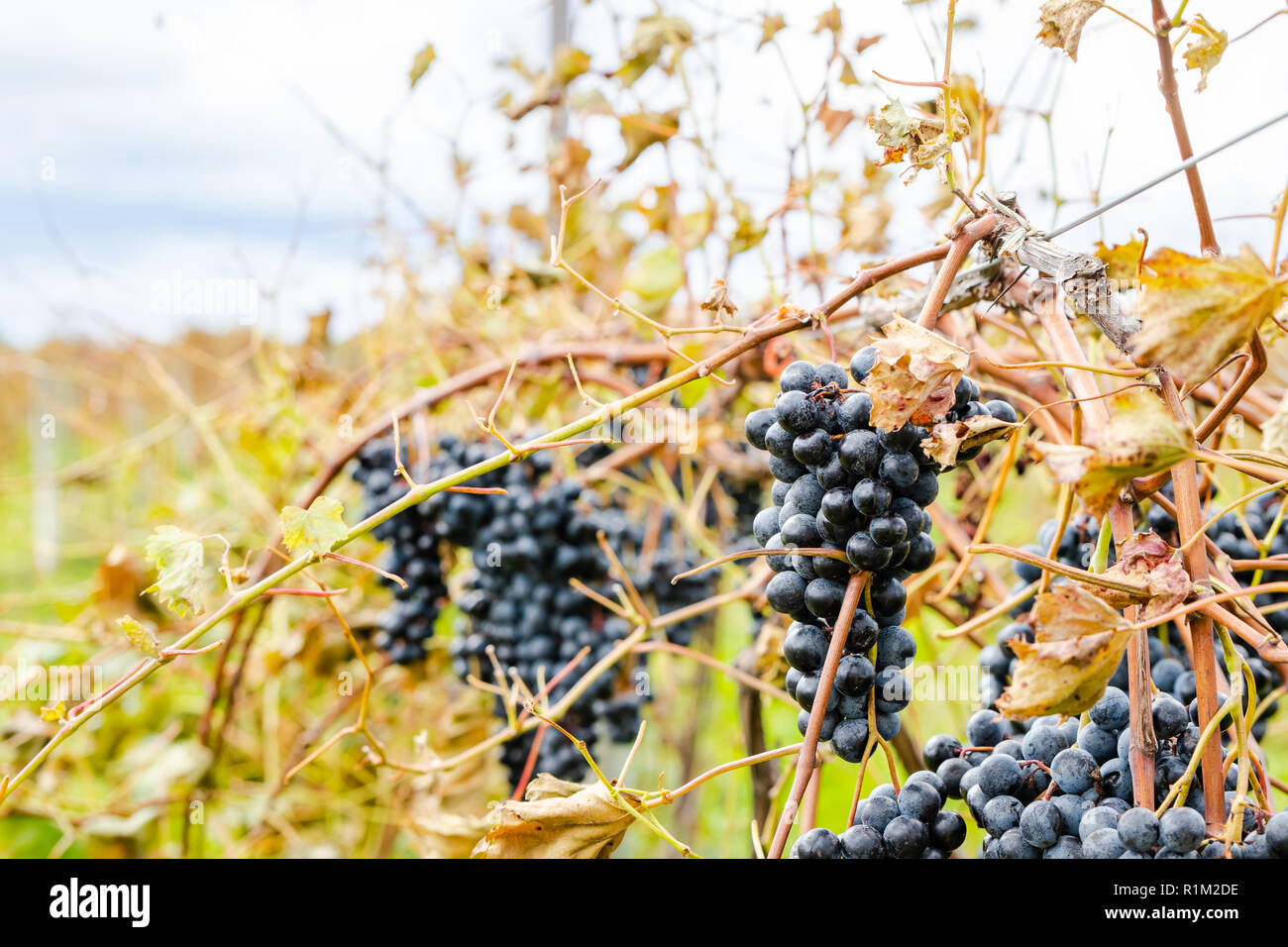 Food and farm michigan wine hi-res stock photography and images - Alamy