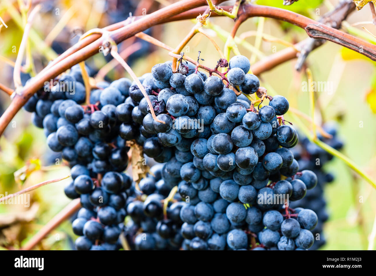 Food and farm michigan wine hi-res stock photography and images - Alamy