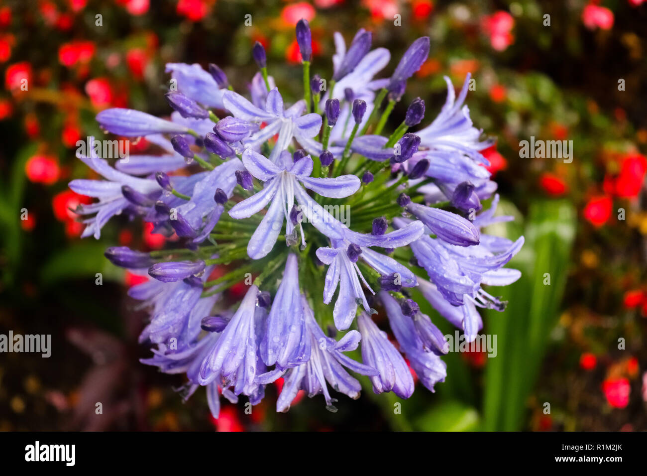 Letra b con flores hi-res stock photography and images - Alamy