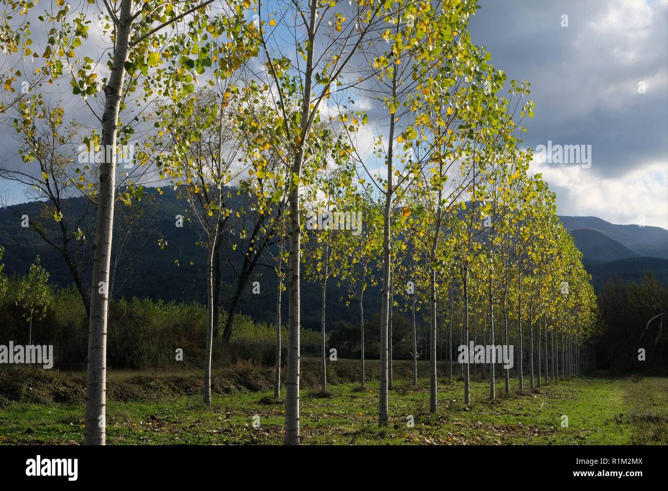Trees in contrast Stock Photo - Alamy