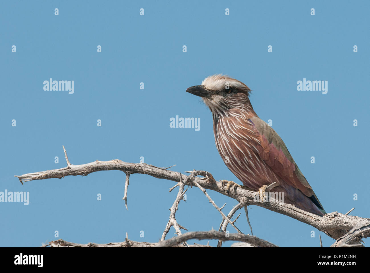 Purple Roller High Resolution Stock Photography and Images - Alamy
