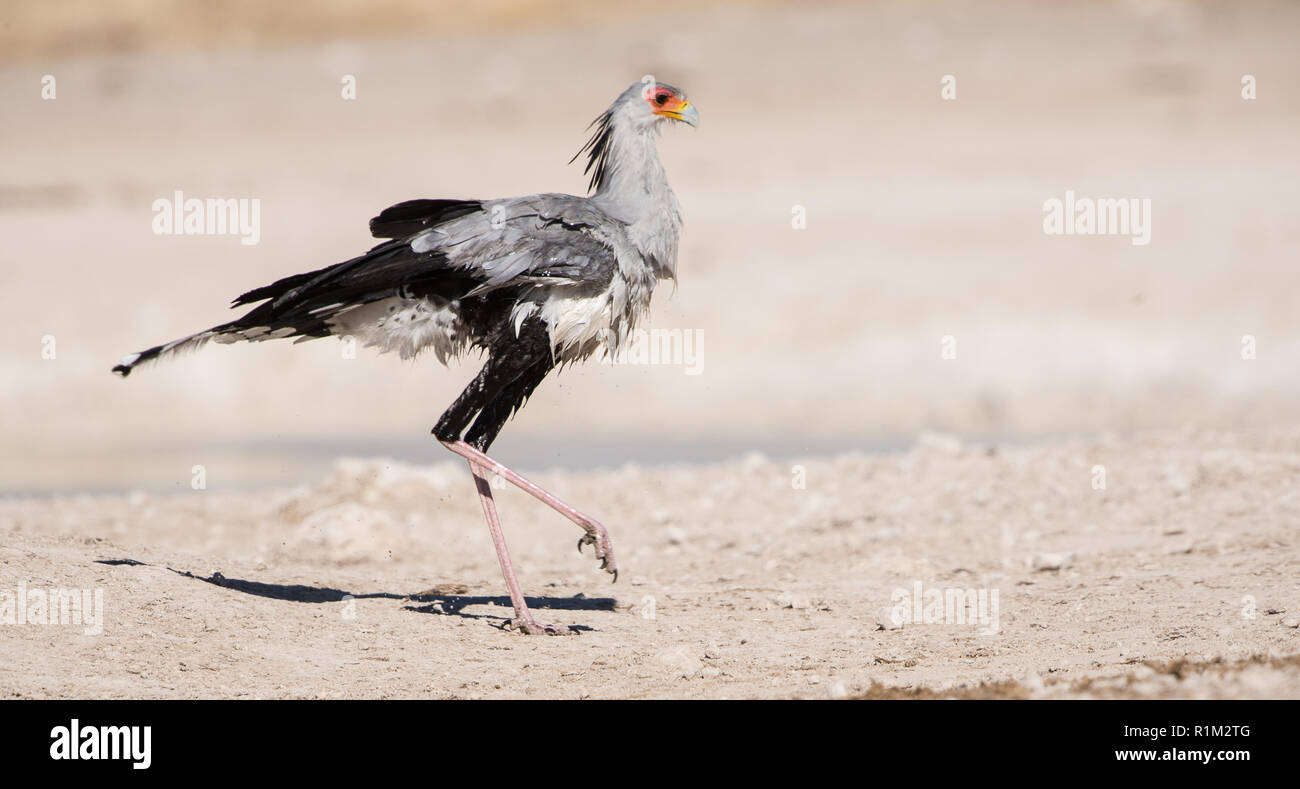 Very wet secretary bird hi-res stock photography and images - Alamy