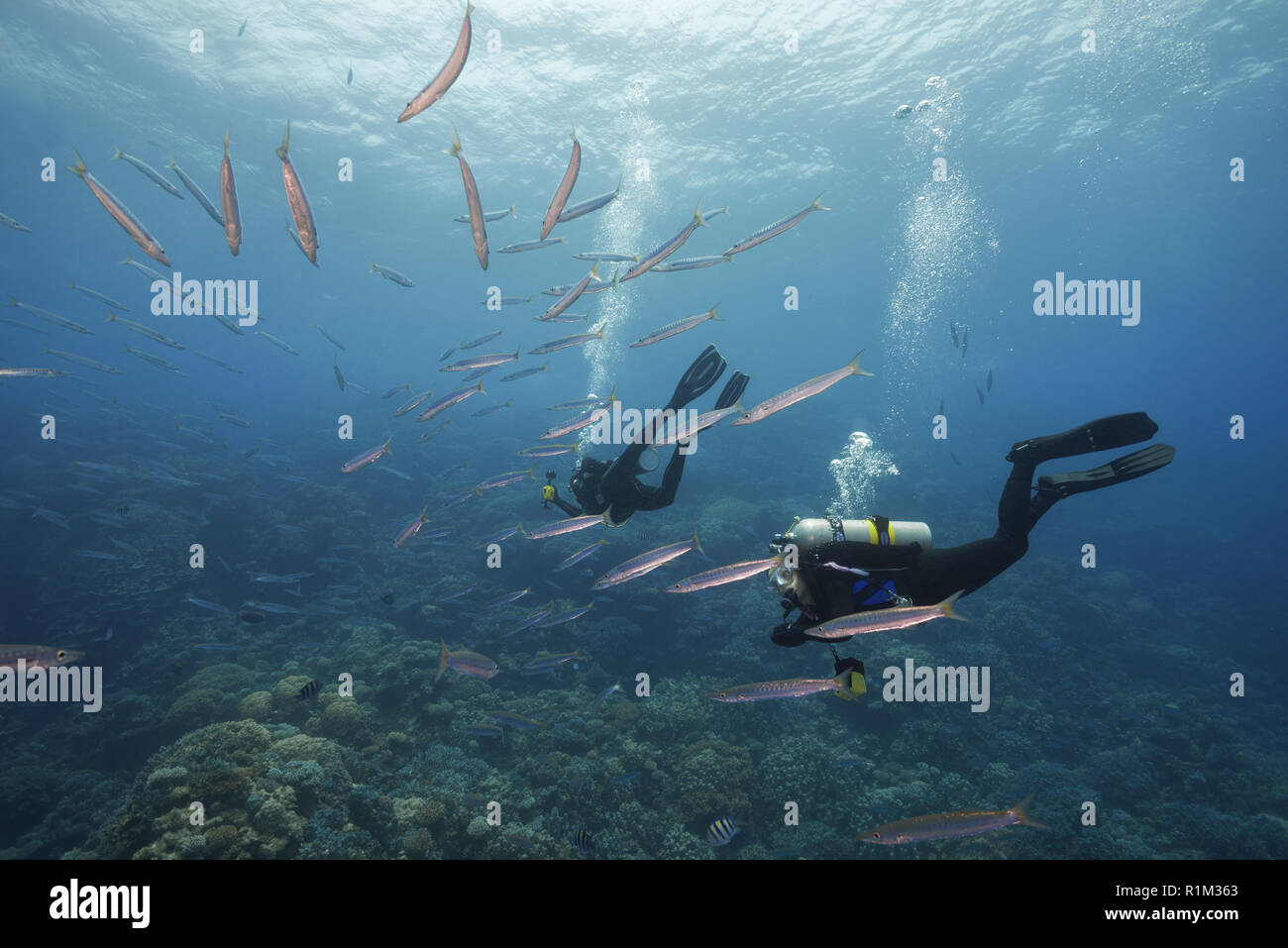 School of barracuda fish swimming underwater hi-res stock photography ...