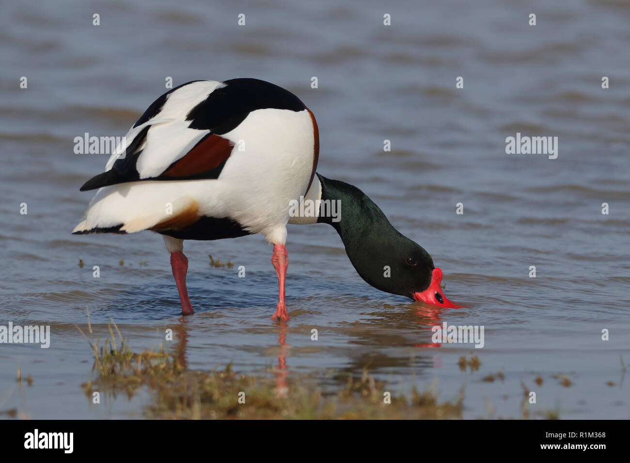 Drake Common Sheduck Stock Photo - Alamy