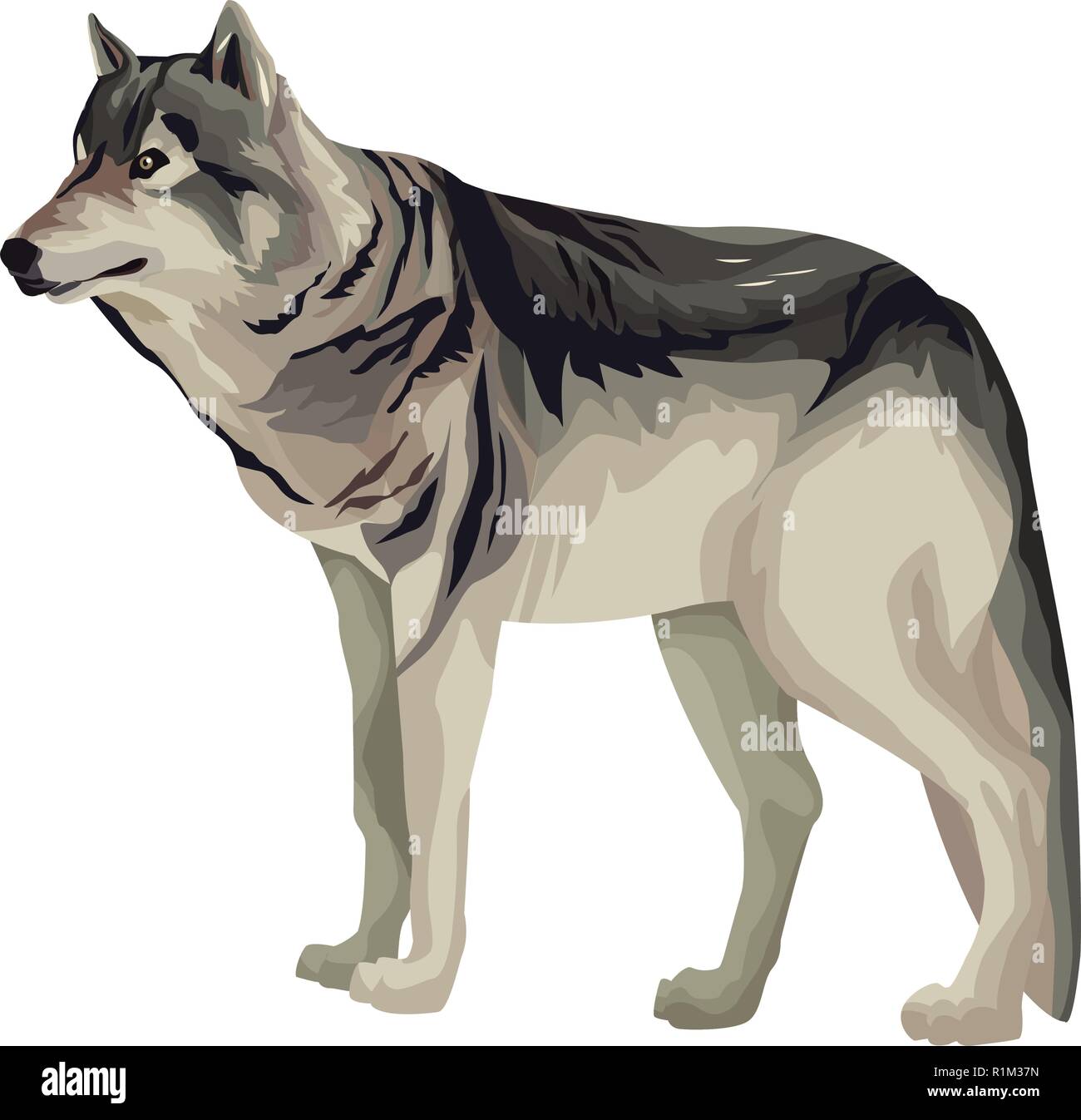 Wolf wild animal isolated vector illustration graphic design Stock ...