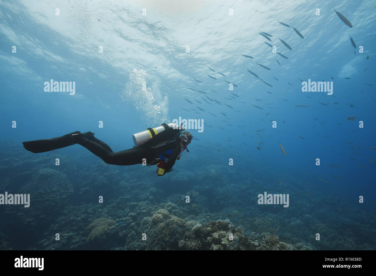 Female scuba diver swim and look at on school of Bigeye Barracuda ...