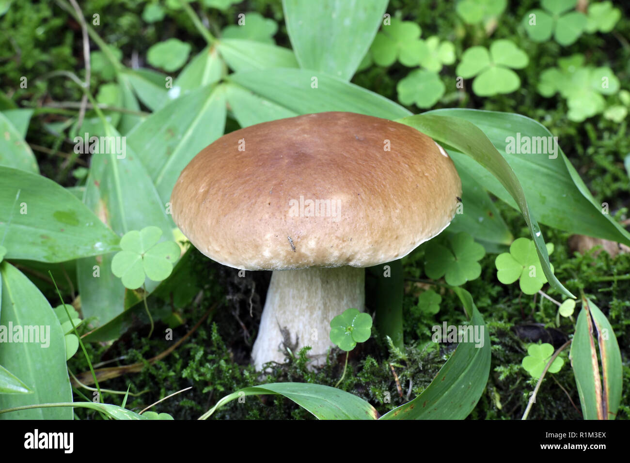Penny bun, also called cep, porcino and porcini, Boletus edulis Stock ...