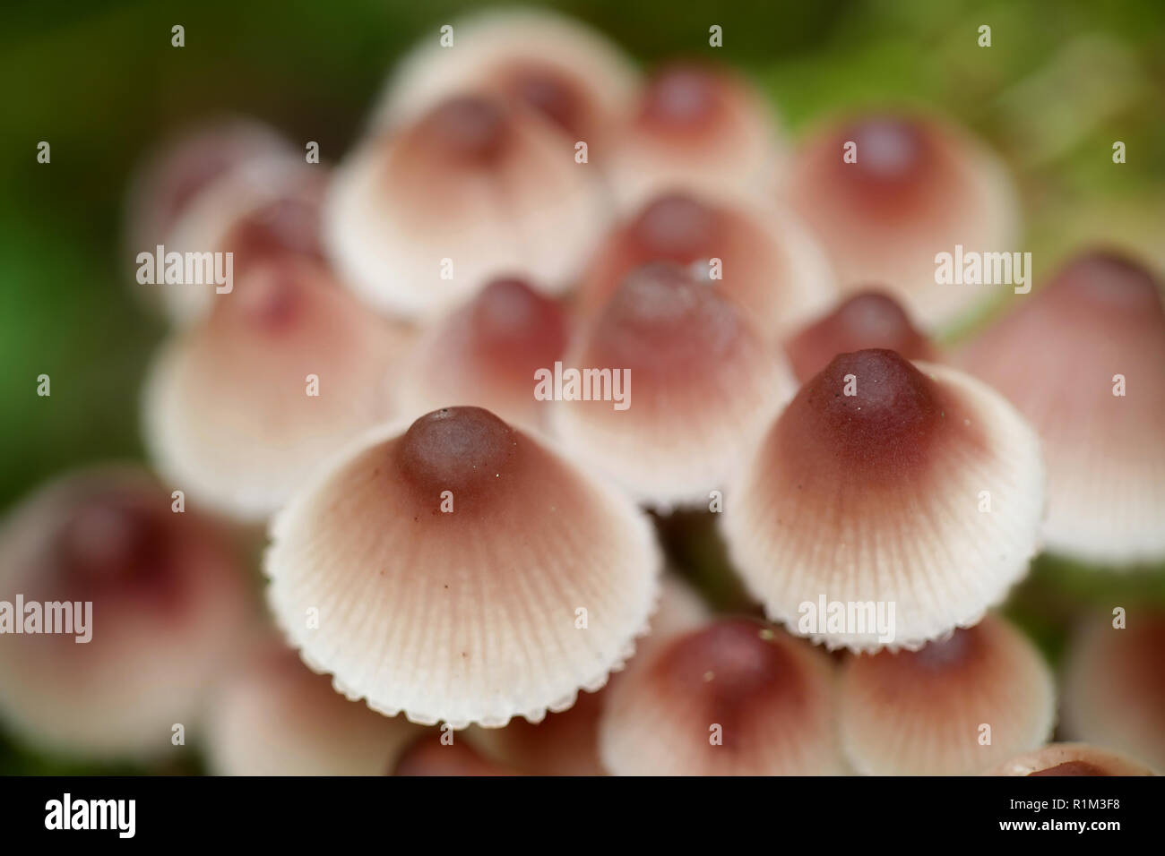 Bleeding mycena hi-res stock photography and images - Alamy