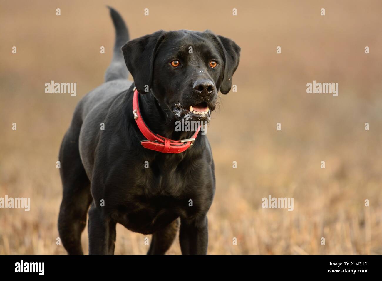 Is Labrador Dog Dangerous