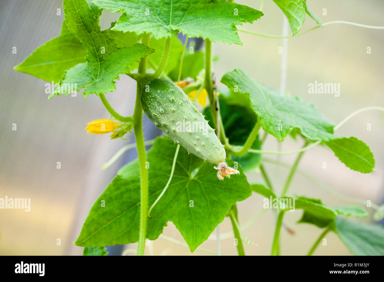 Cucumber with flowers grow on vines, widely cultivated plant in the ...