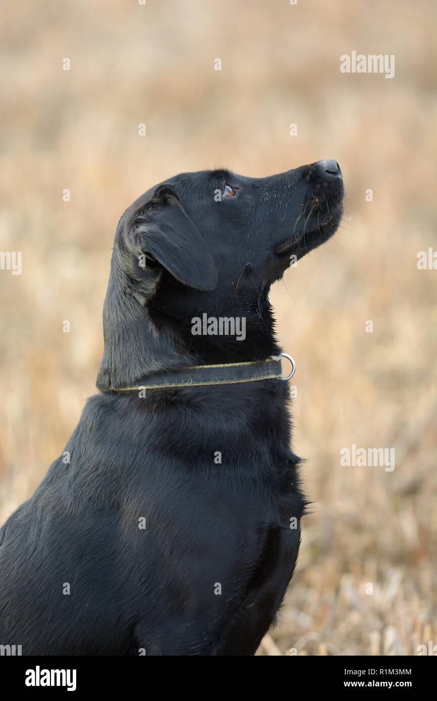 Labrador retriever black side profile hi-res stock photography and ...