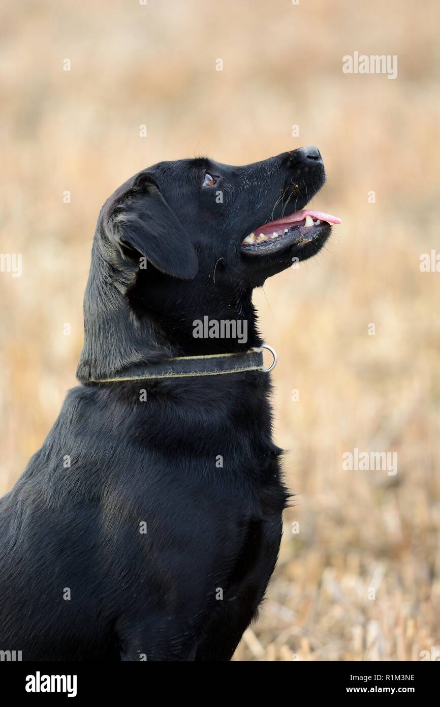 Yellow Lab Sitting Profile