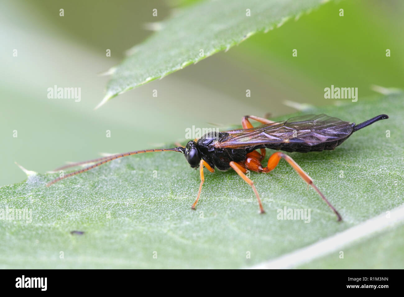 Ichneumon fly hi-res stock photography and images - Alamy