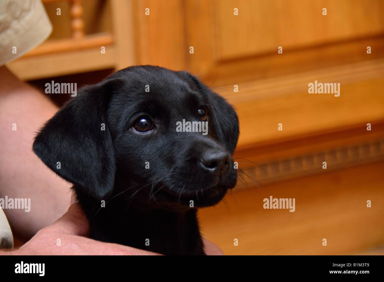 Portrait of a cute black Labrador puppy in the hands of it's owner ...