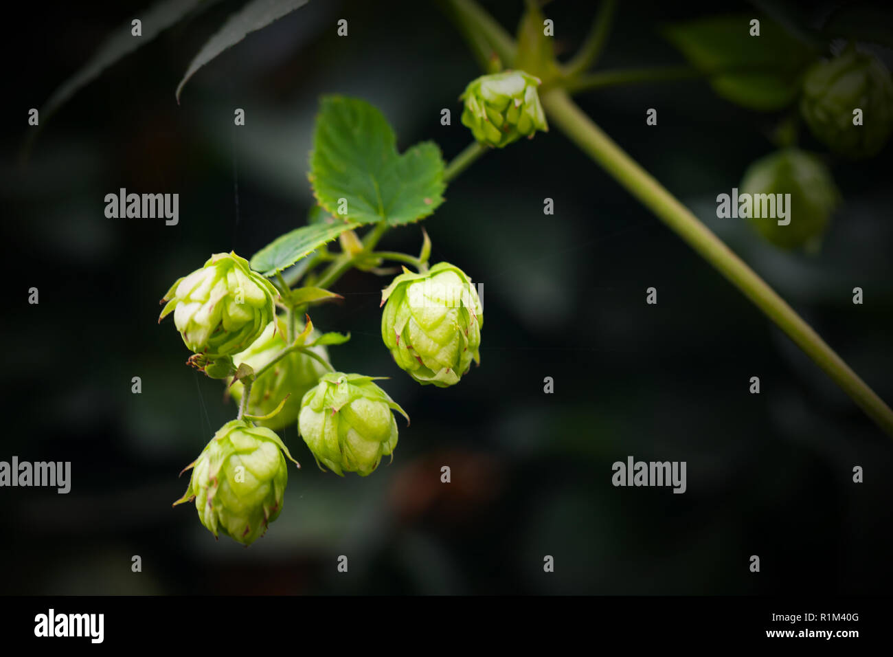 Hop plant hi-res stock photography and images - Alamy