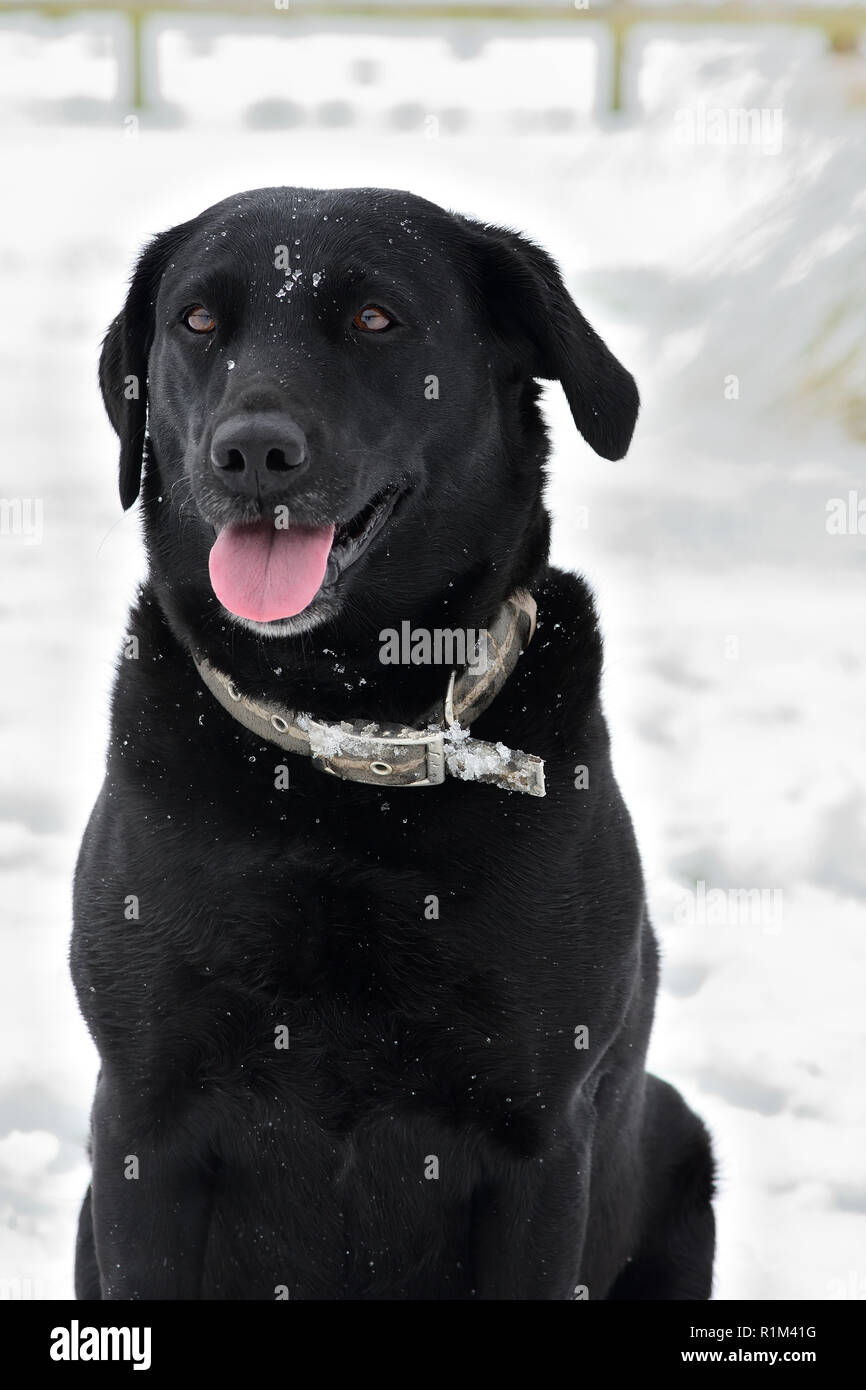 Portrait black labrador in snow hi-res stock photography and images - Alamy