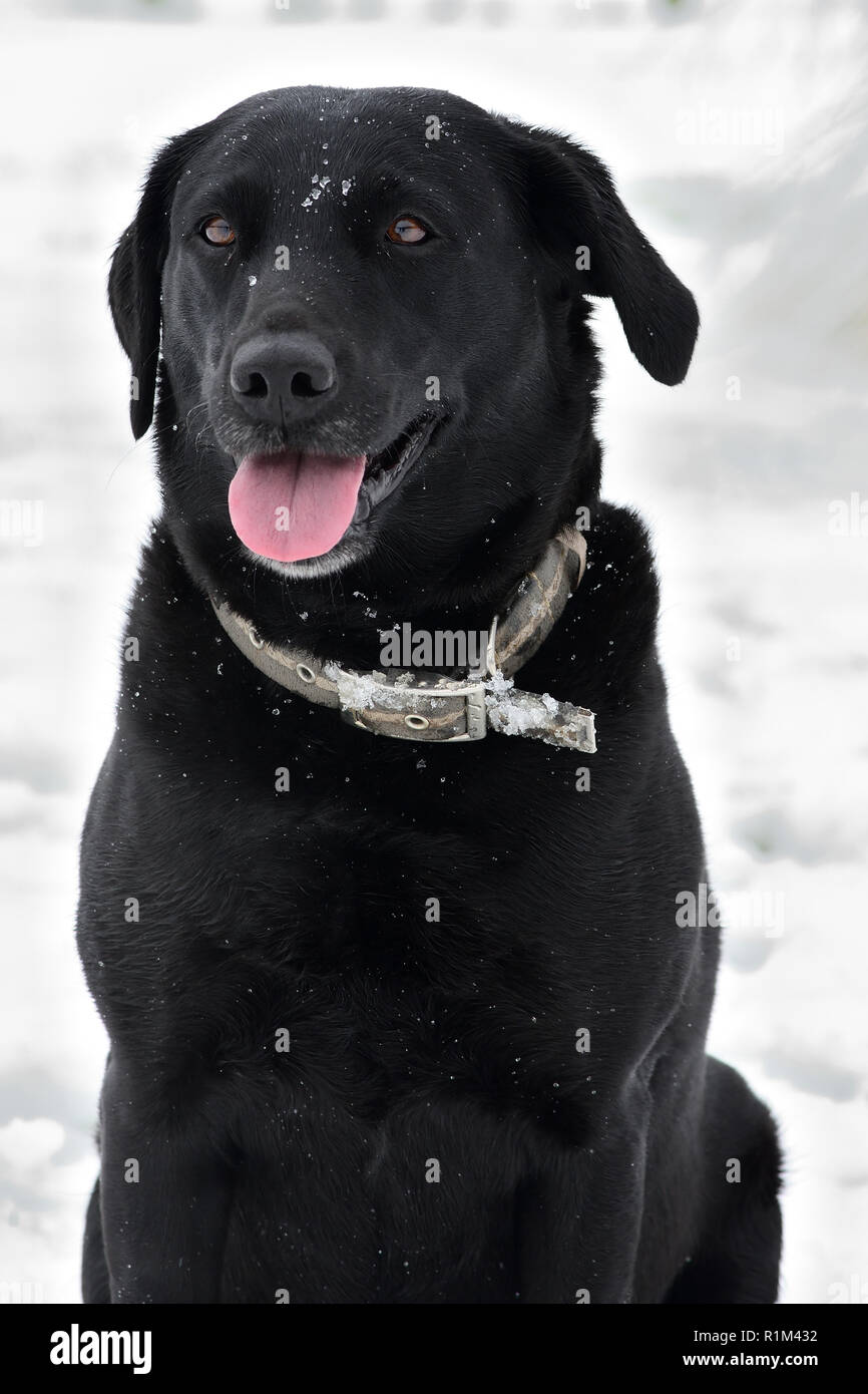 Black labrador retriever in snow hi-res stock photography and images ...