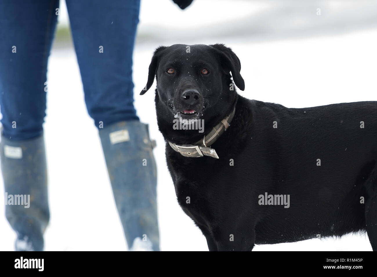 Black labrador retriever owner on hi-res stock photography and images ...