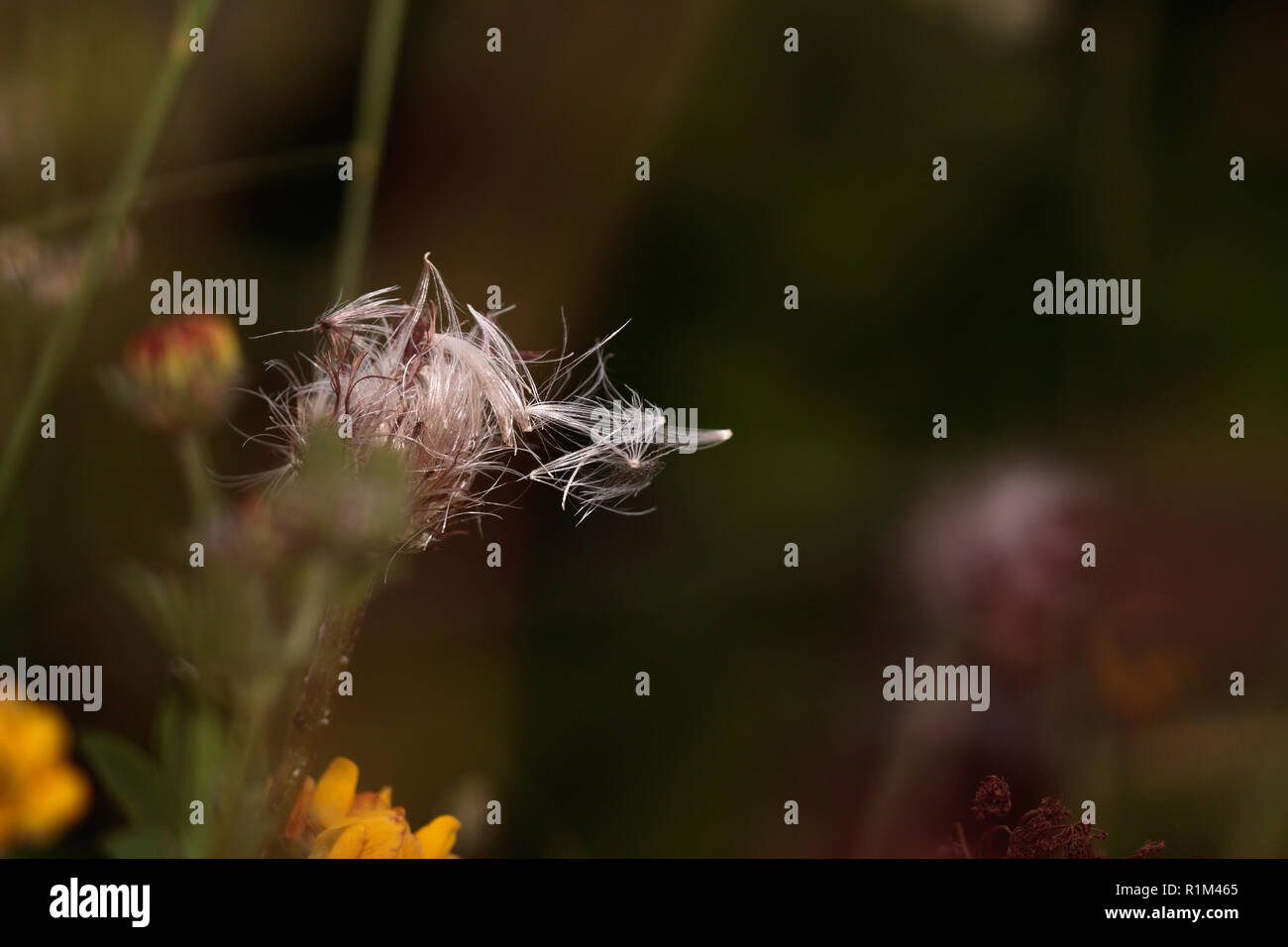 Dropping Seeds High Resolution Stock Photography and Images - Alamy