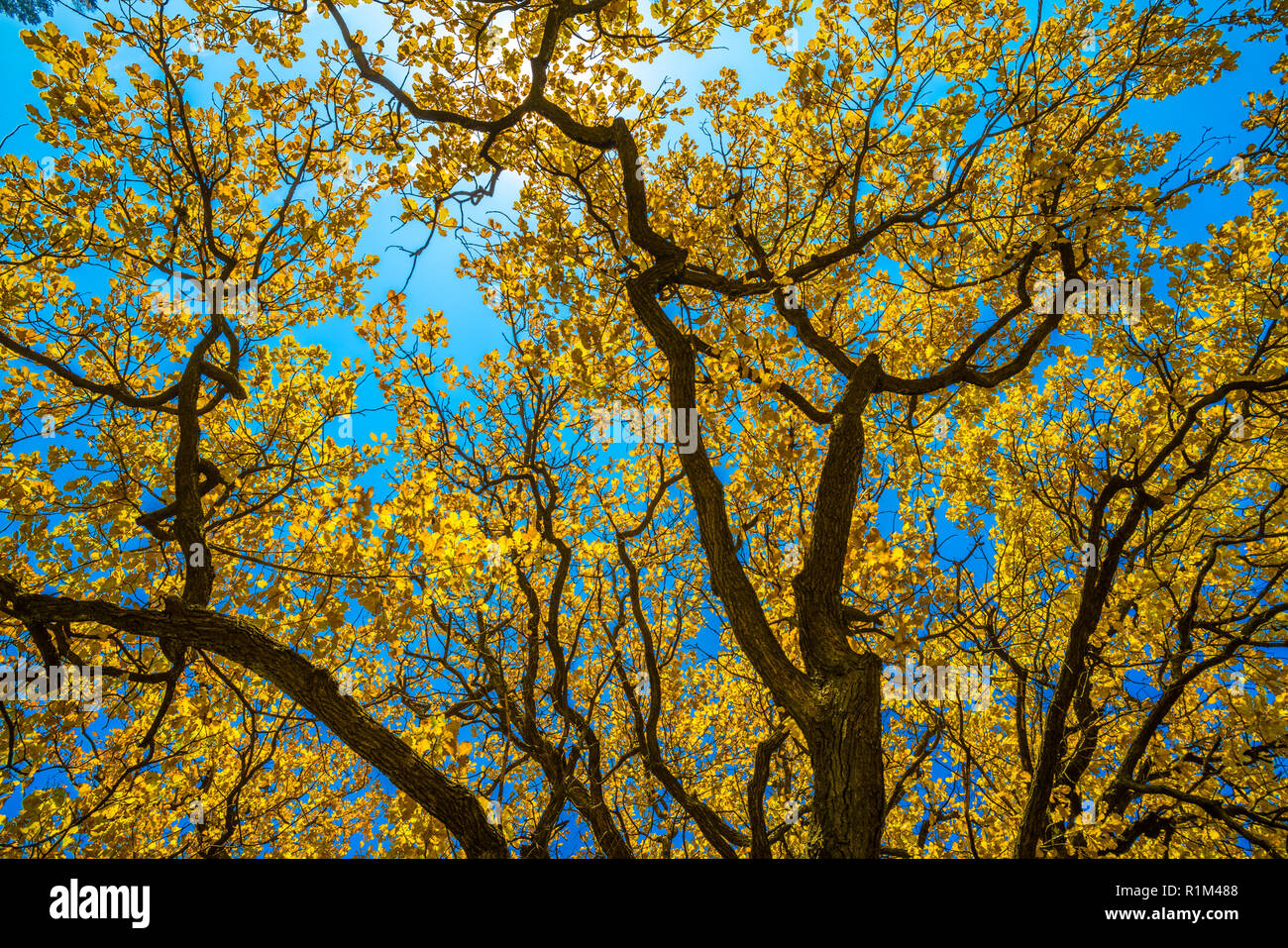 Autunm trees in the park, perfect fall scenery Stock Photo - Alamy
