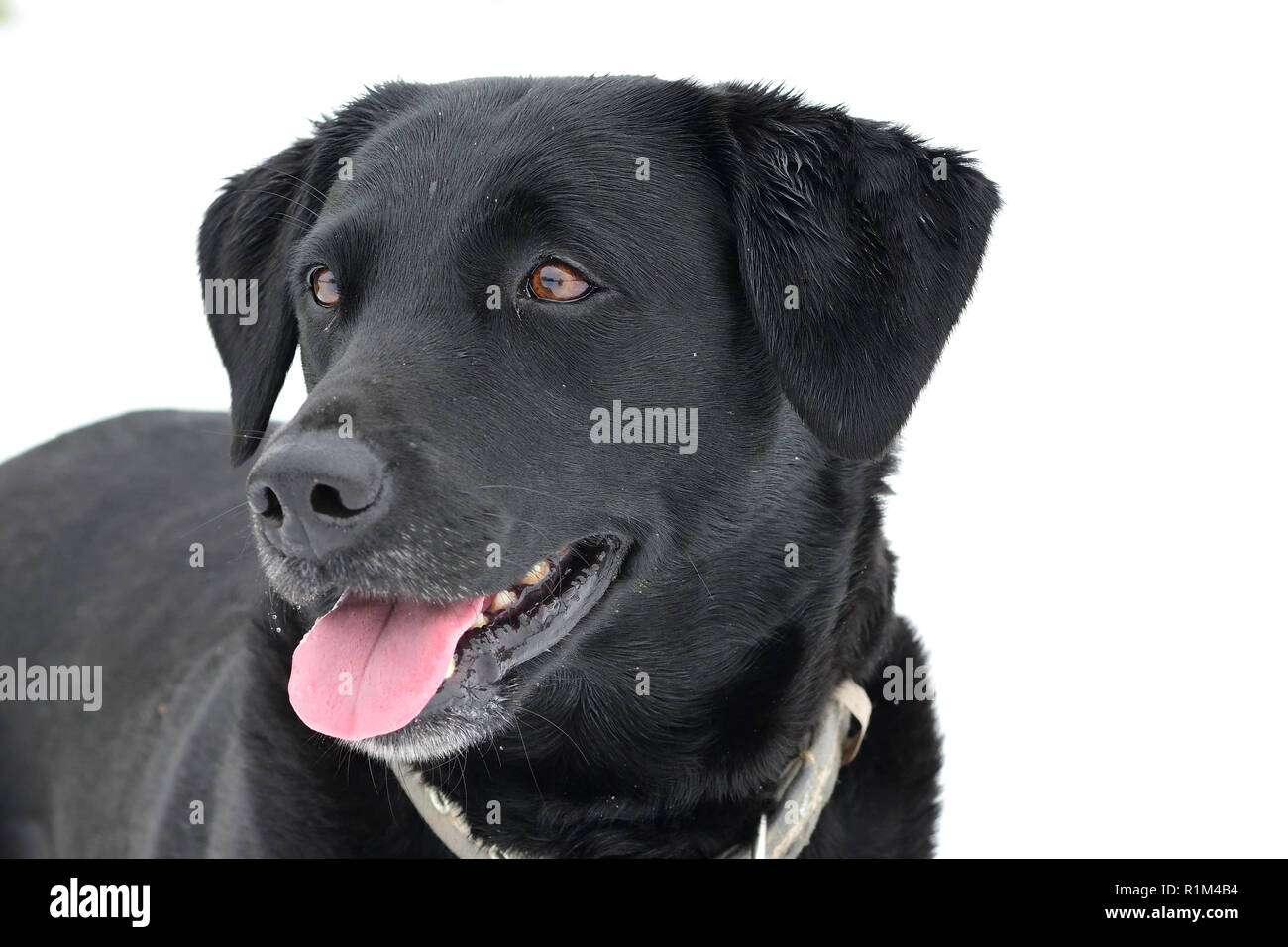 Close up portrait of a cute black Labrador retriever outside in the ...